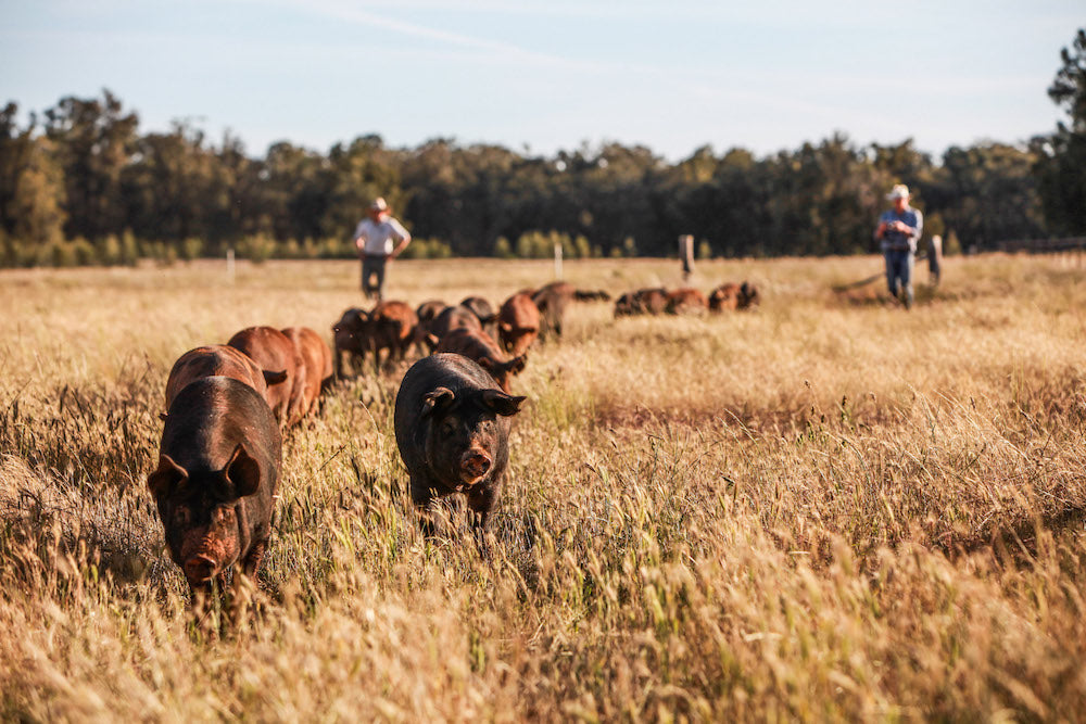2019 is the Year of the Pig, but what does that mean? – Feather and ...