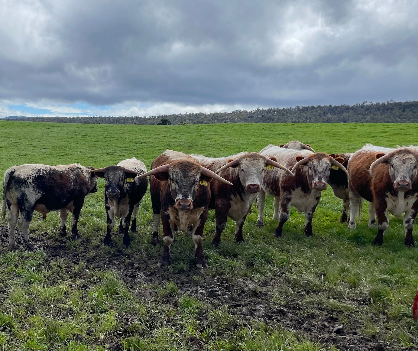 Rare breed Diemen's Ridge English Longhorn – Feather and Bone Butchery