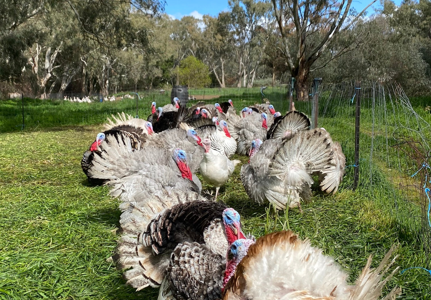 Daryl Deutscher's heritage turkeys – Feather and Bone Butchery