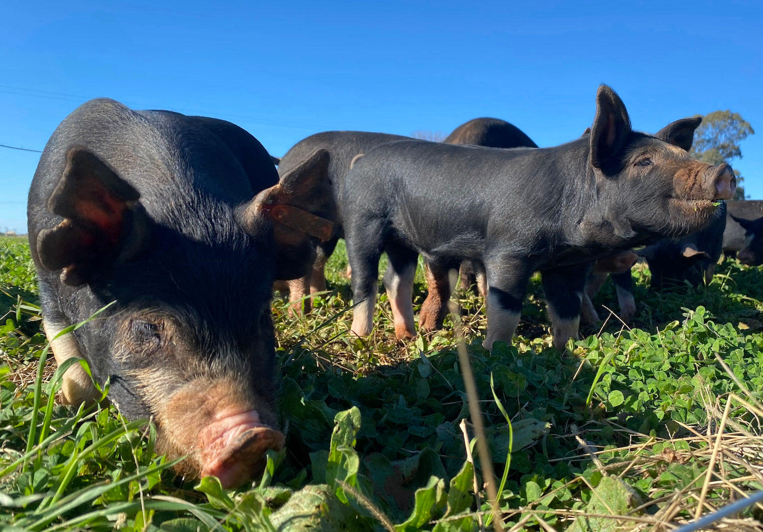 RARE! Heritage breed, pasture-raised pork – Feather and Bone Butchery