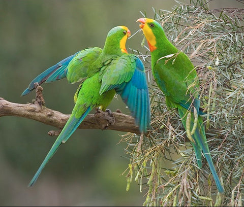Frolic al fresco while saving the endangered Superb Parrot! – Feather ...