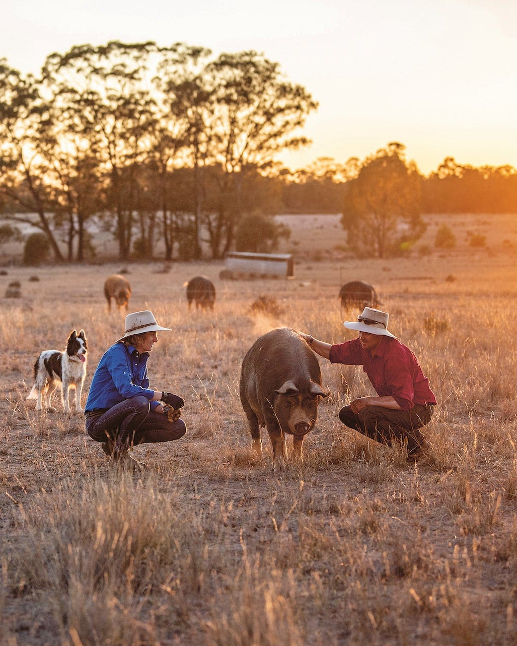 Organic Butcher Shop Sydney - Feather and Bone Butchery